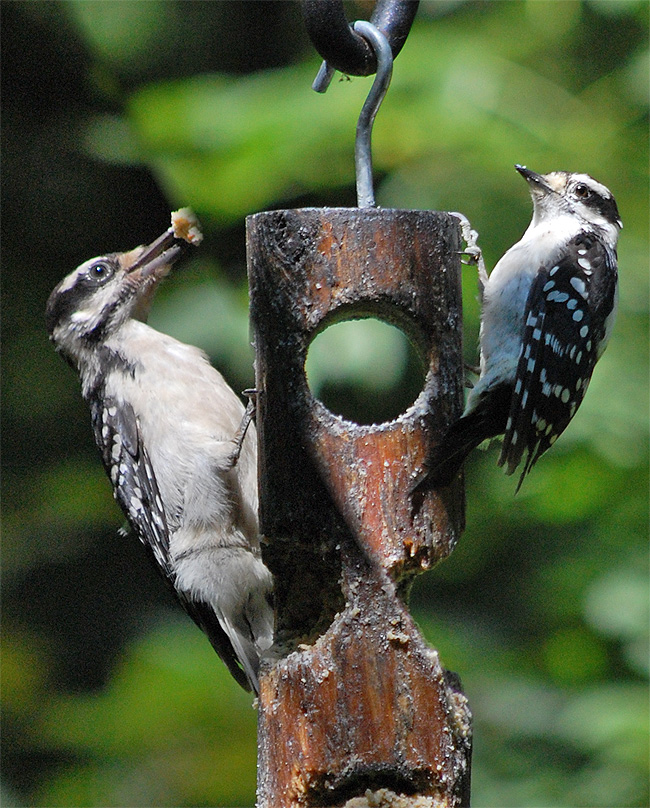 Hairy and Downy Woodpecker comparison