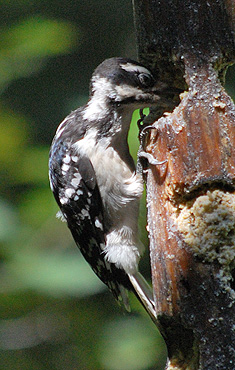 Hairy and Downy Woodpecker comparison