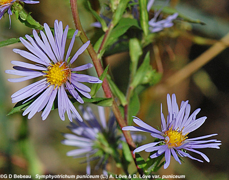 Red-stemmed Aster, Purplestem Aster, Symphyotrichum puniceum (L.) A ...