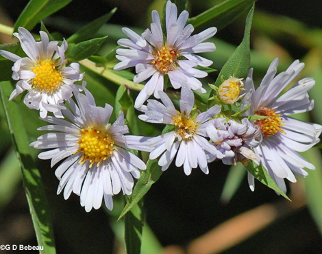 Red-stemmed Aster, Purplestem Aster, Symphyotrichum puniceum (L.) A ...
