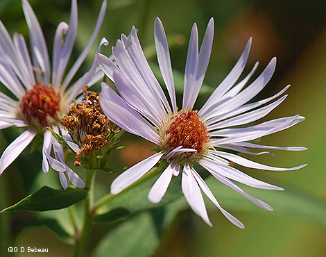 Red-stemmed Aster, Purplestem Aster, Symphyotrichum puniceum (L.) A ...