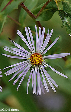 Red-stemmed Aster, Purplestem Aster, Symphyotrichum puniceum (L.) A ...
