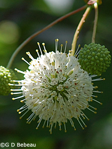 Wild Balsam Occupies Low Places in Wild Gardens; Leaves Shine Like ...