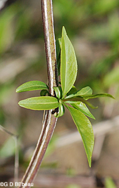 Eastern Wahoo, Euonymus atropurpureus Jacq.