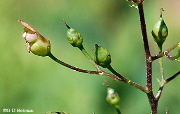 Lanceleaf Figwort, Scrophularia lanceolata Pursh