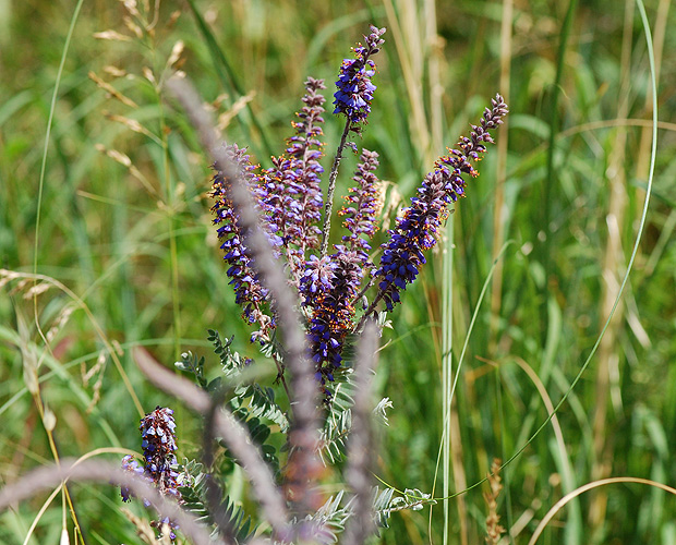 Leadplant, Amorpha canescens Pursh