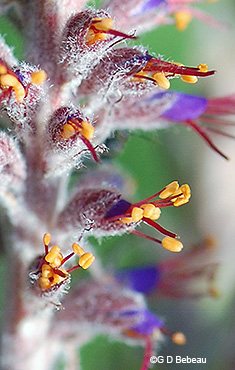 Leadplant, Amorpha canescens Pursh