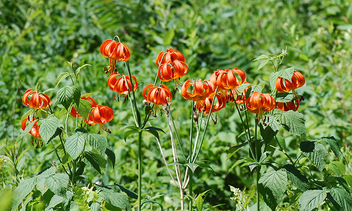Michigan Lily, Lilium michiganense Farw