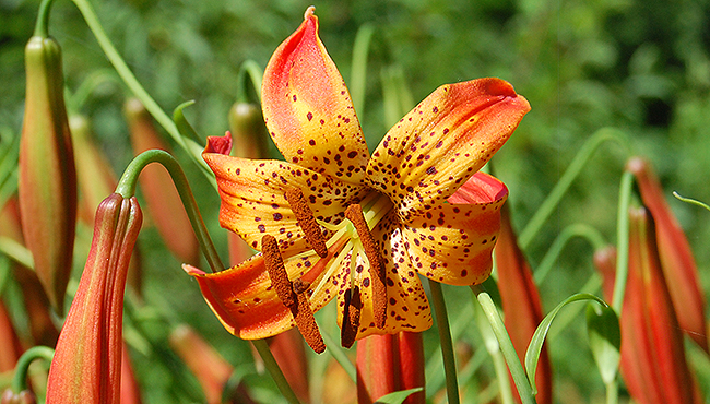 Michigan Lily, Lilium michiganense Farw