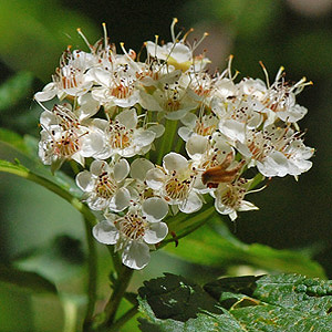 Ninebark, Common Ninebark, Atlantic Ninebark, Physocarpus opulifolius ...