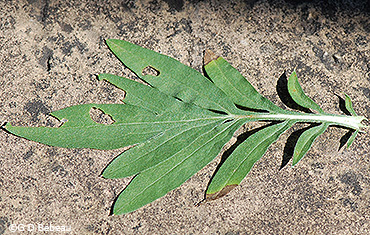 Long-headed Coneflower, Ratibida columnifera (Nutt.) Woot. & Standl.