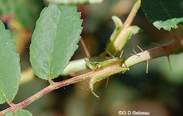 Prickly rose, Rosa acicularlis Lindl.