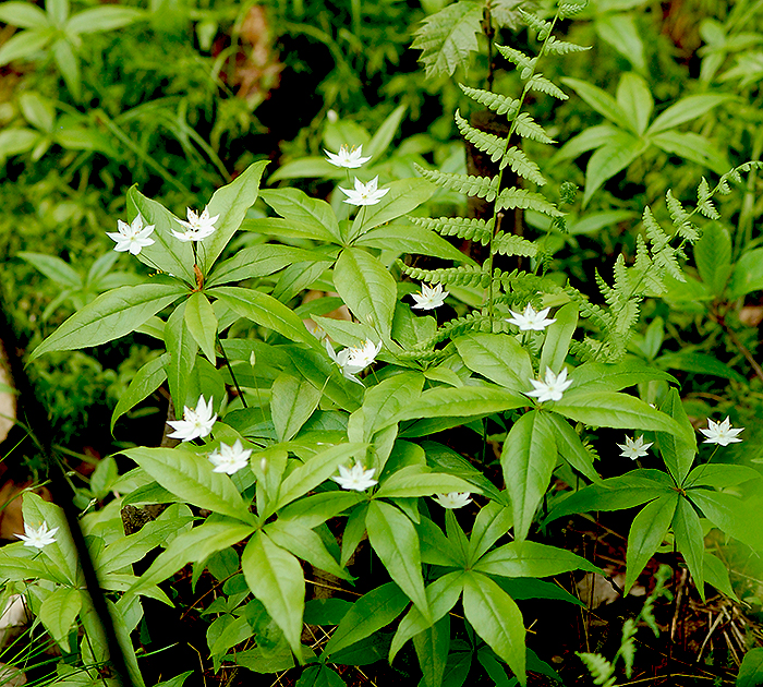Starflower, Lysimachia borealis (Trientalis borealis L.)
