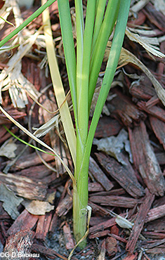 Wild Garlic, Allium canadense L. var. canadense