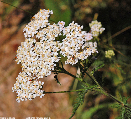 Yarrow, Achillea millefolium L.