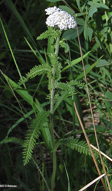 Yarrow, Achillea millefolium L.