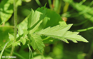 Yellow Avens, Geum aleppicum Jacq.