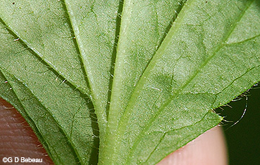 Yellow Avens, Geum aleppicum Jacq.