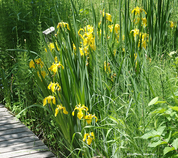 Yellow Flag, Iris pseudacoris L.
