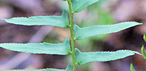 Fern Talk - definition of terms used in fern nomenclature.
