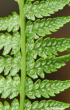 Lady Fern, Athyrium filix-femina (L.) Roth ex Mert. var. angustum ...