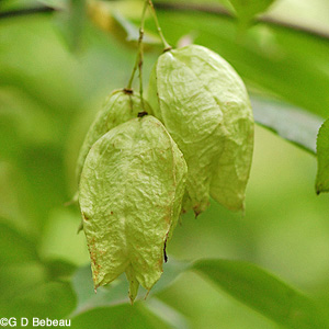 American Bladdernut, Staphylea trifolia L.