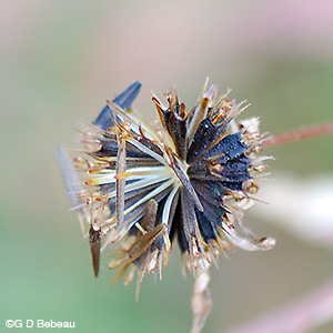 Devil's Beggartick, Bidens frondosa L.
