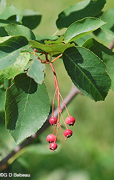 Downy Serviceberry, Amelanchier arborea (F. Michx.) Fernald