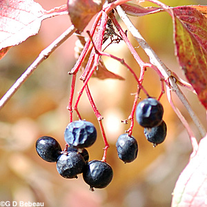 Nannyberry, Viburnum lentago L.