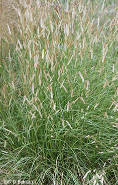 Blue Grama, Bouteloua gracilis (Kunth) Lag. ex Griffiths