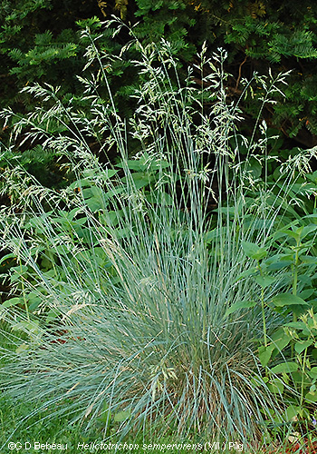 Blue Oat Grass, Helictotrichon sempervirens (Vill.) Pilg.