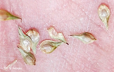 Bur-reed Sedge, Carex sparganioides Muhl. ex Willd.