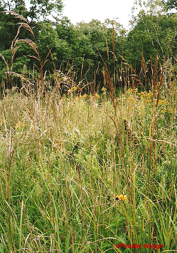 Indiangrass, Sorghastrum nutans (L). Nash