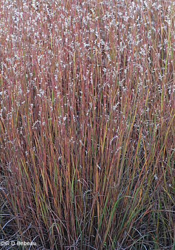 Little Bluestem, Schizachyrium scoparium (Michx.) Nash var. scoparium.