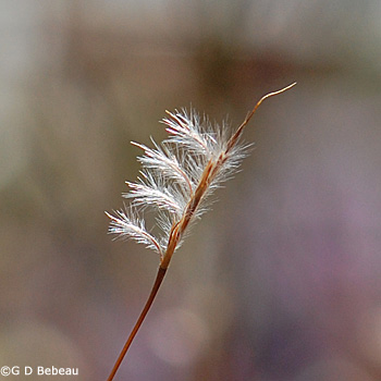 Little Bluestem, Schizachyrium scoparium (Michx.) Nash var. scoparium.