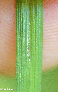 Oval-leaf Sedge, Woodbank Sedge, Carex cephalophora Muhl. ex Willd.