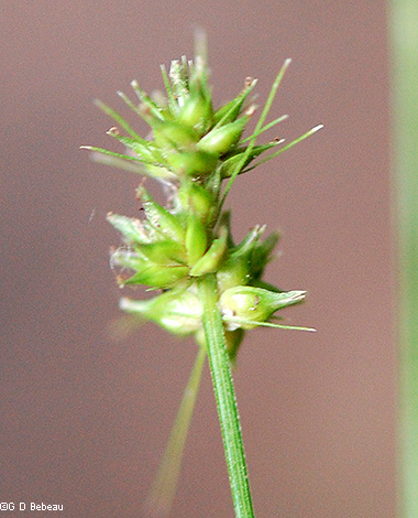 Oval-leaf Sedge, Woodbank Sedge, Carex cephalophora Muhl. ex Willd.