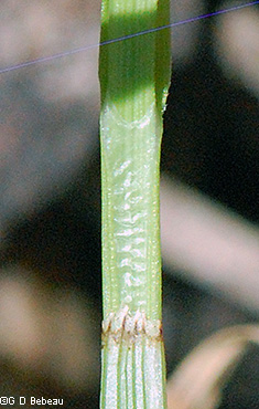 Oval-leaf Sedge, Woodbank Sedge, Carex cephalophora Muhl. ex Willd.