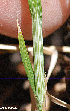Oval-leaf Sedge, Woodbank Sedge, Carex cephalophora Muhl. ex Willd.
