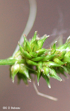 Oval-leaf Sedge, Woodbank Sedge, Carex cephalophora Muhl. ex Willd.