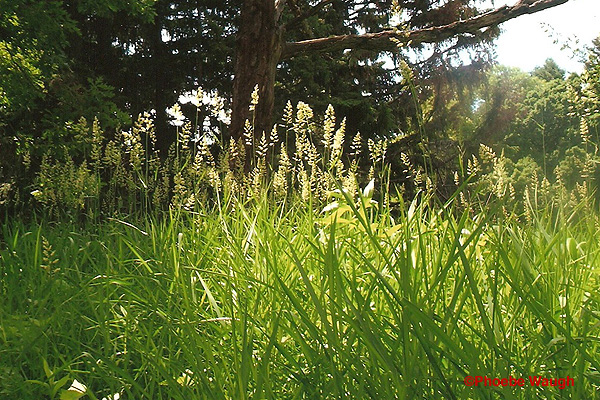 Reed Canary Grass, Phalaris arundinacea L.