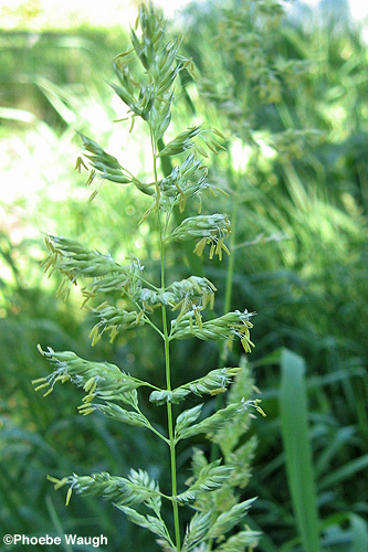 Reed Canary Grass, Phalaris arundinacea L.