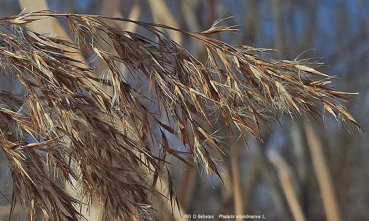 Reed Canary Grass, Phalaris arundinacea L.