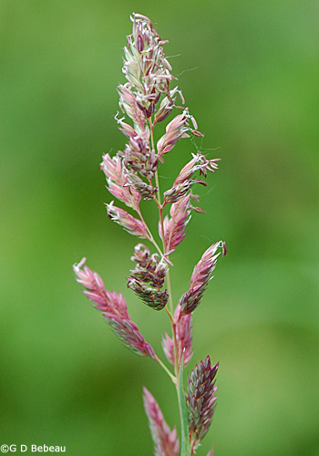 Reed Canary Grass, Phalaris arundinacea L.