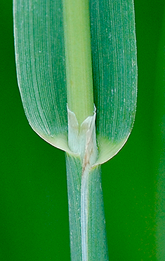 Timothy, Phleum pratense L.