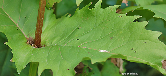 Cup Plant, Silphium perfoliatum L.