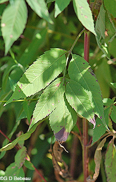 Devil's Beggartick, Bidens frondosa L.