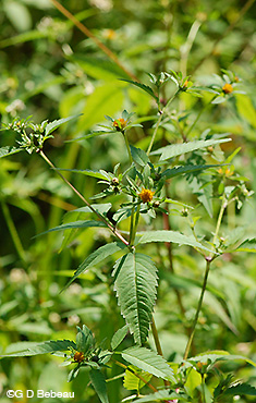 Devil's Beggartick, Bidens frondosa L.