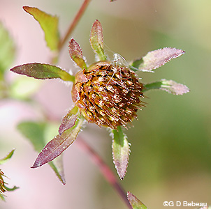Devil's Beggartick, Bidens frondosa L.