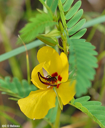 Five Late-summer Flowers at Eloise Butler Wildflower Garden